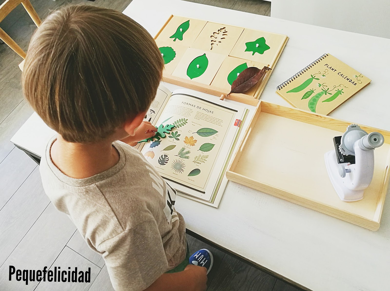 PEQUEfelicidad: GABINETE DE BOTÁNICA MONTESSORI