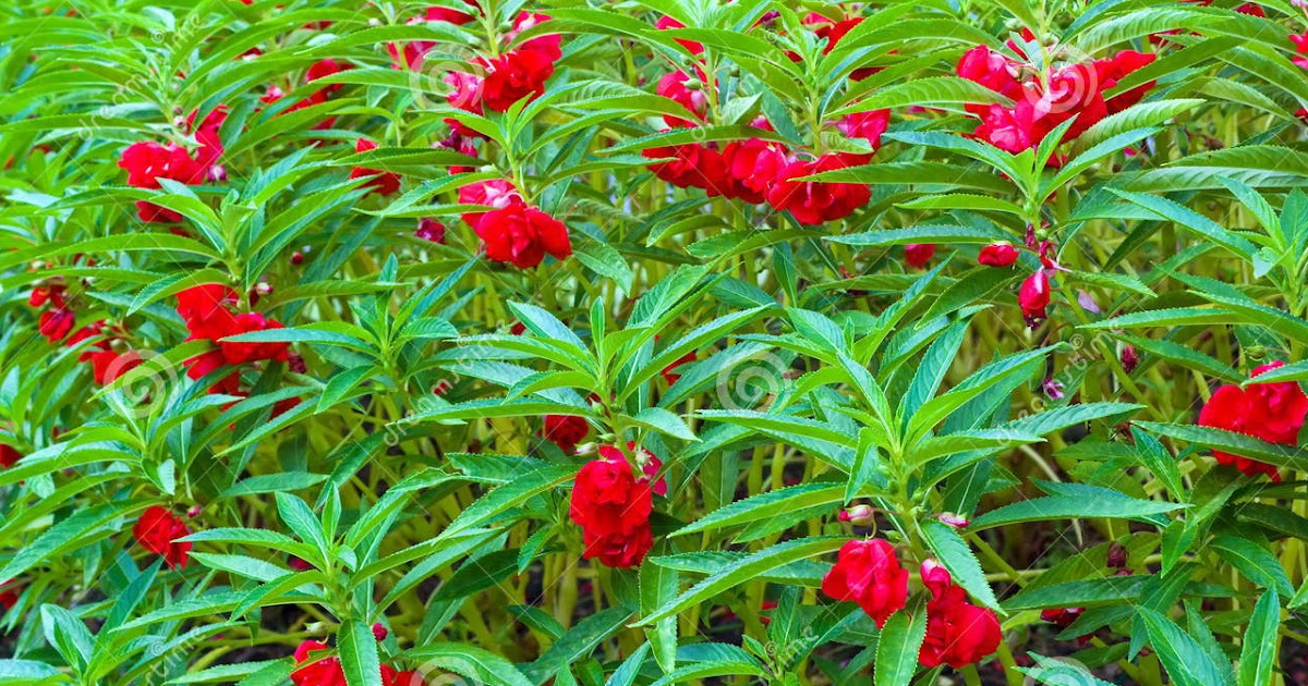 Paling Keren 16+ Gambar Bunga Pacar - Gambar Bunga Indah