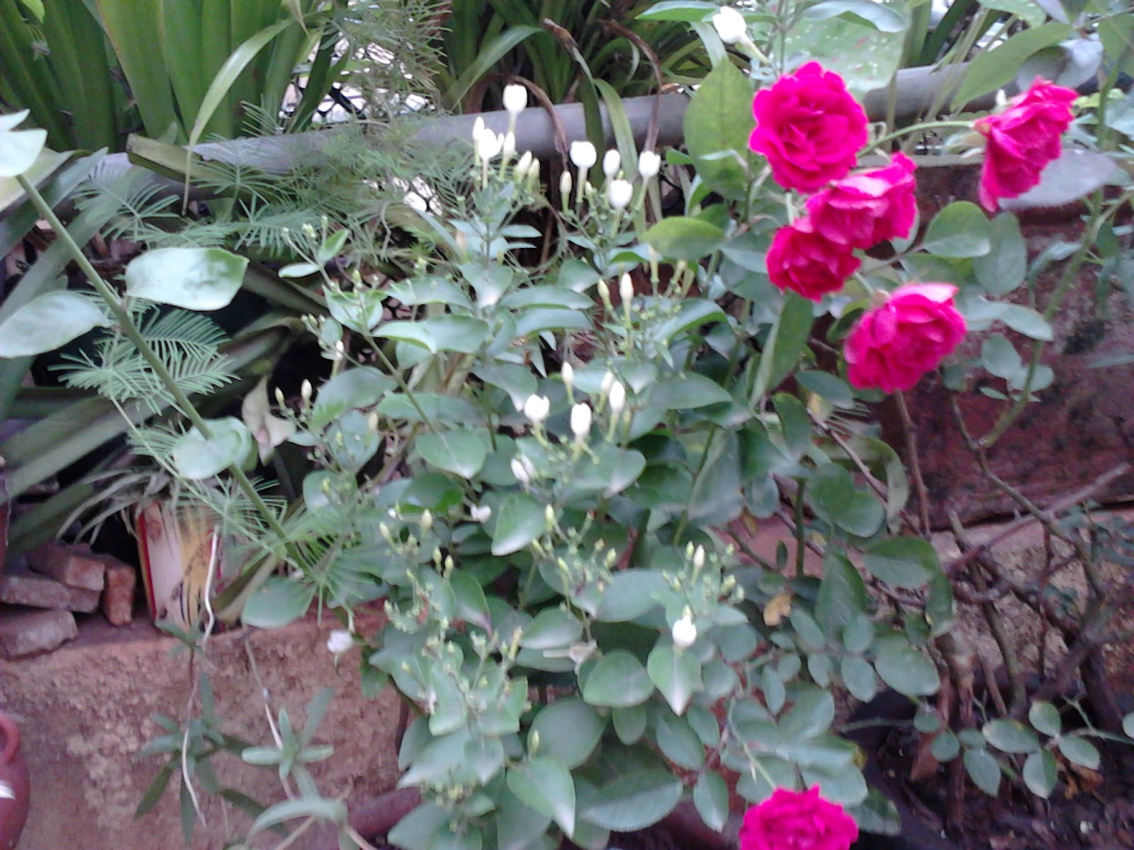 Garden Care Simplified: Fragrant Jai Flowering Plant