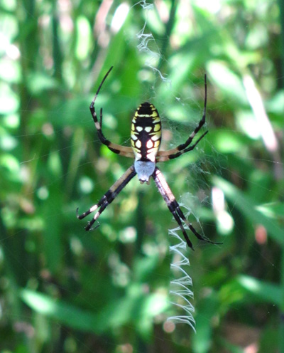 Today on the James: Wildlife of the James - Golden Garden Spider