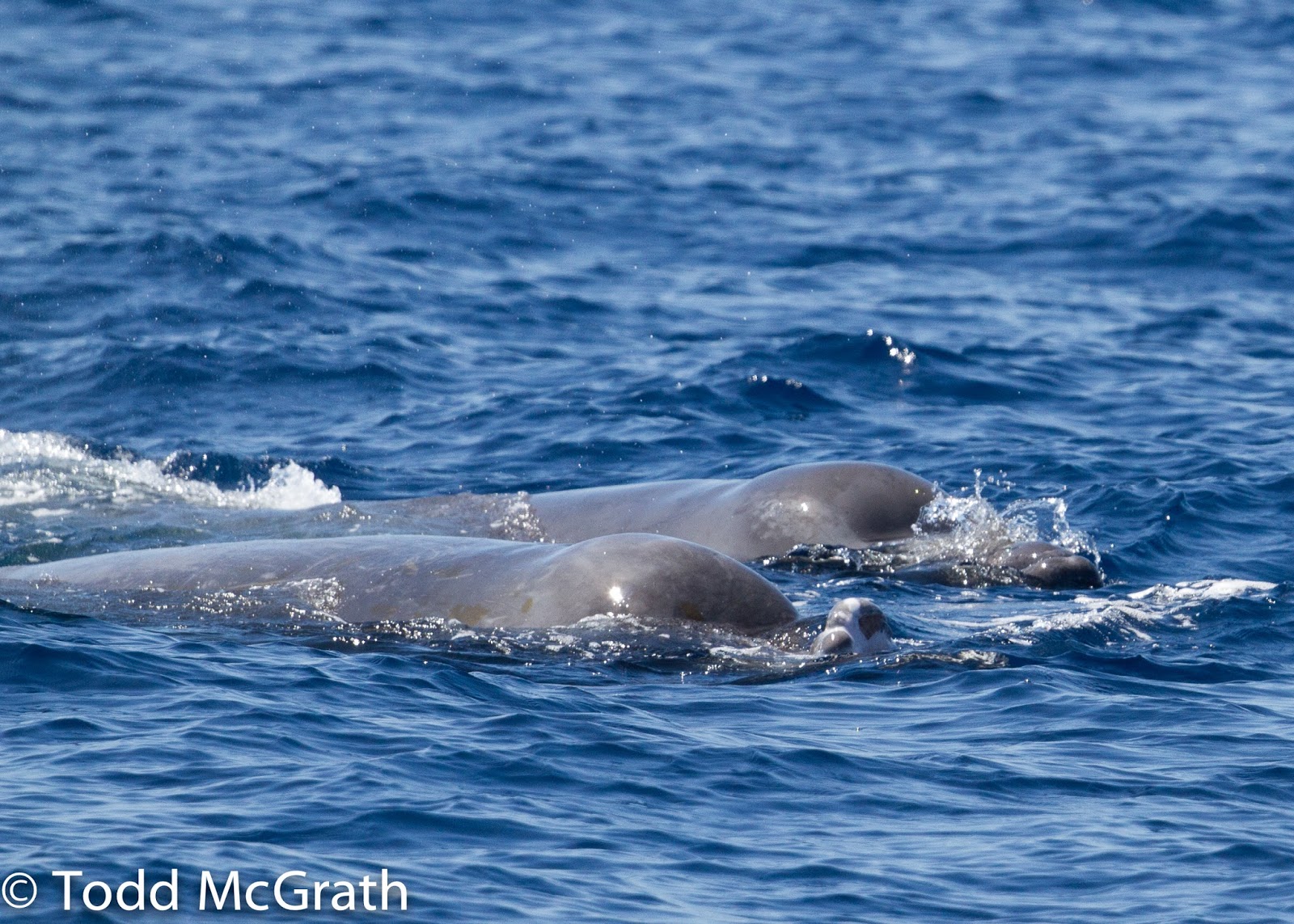 Debi Shearwater's Journeys: ABOUT: The ALBACORE OFFSHORE MONTEREY TRIP