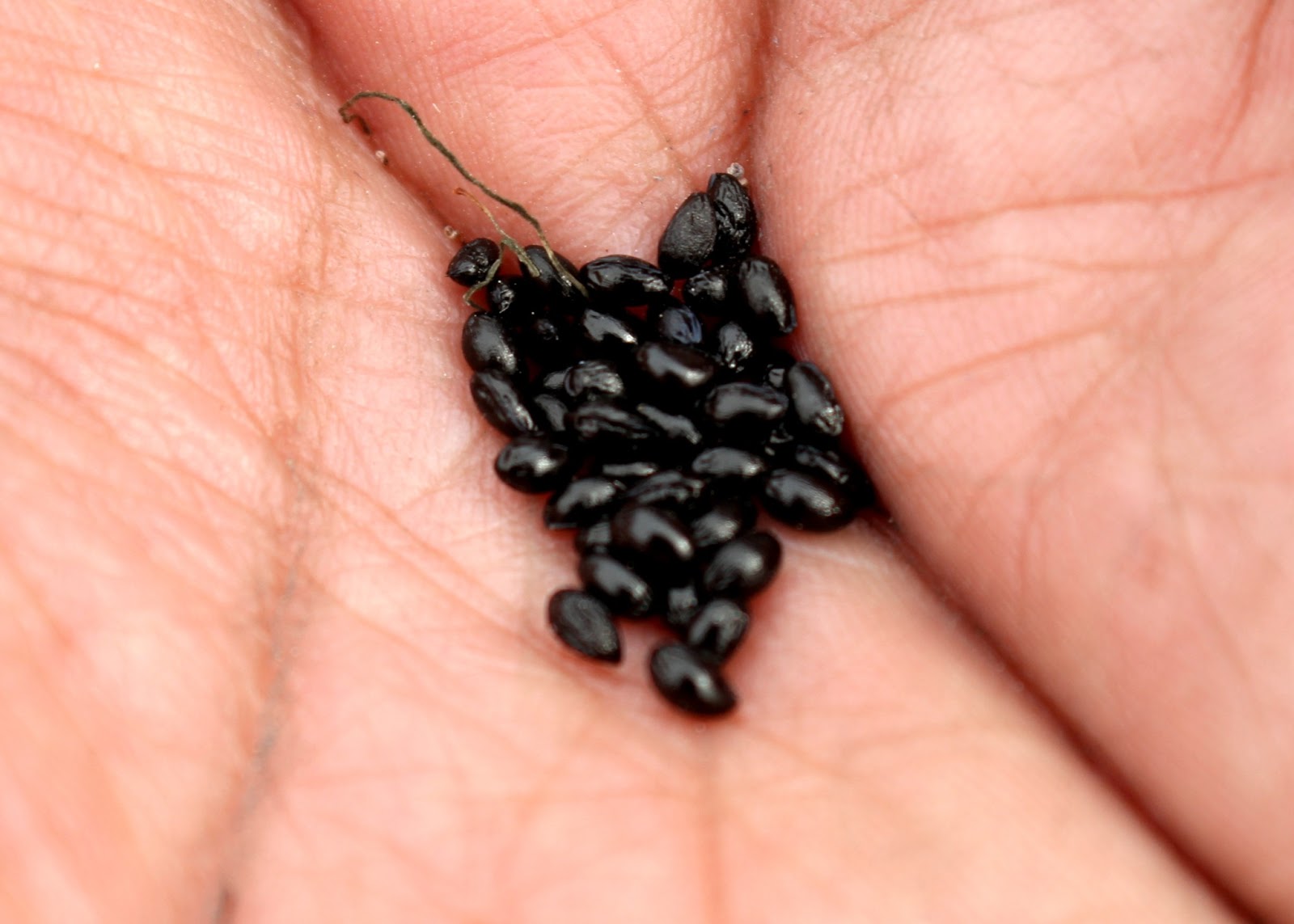 s u l u s t u: Camas Seeds