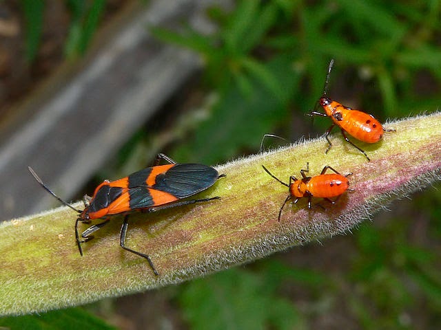 Springfield Plateau: Milkweed Aphid