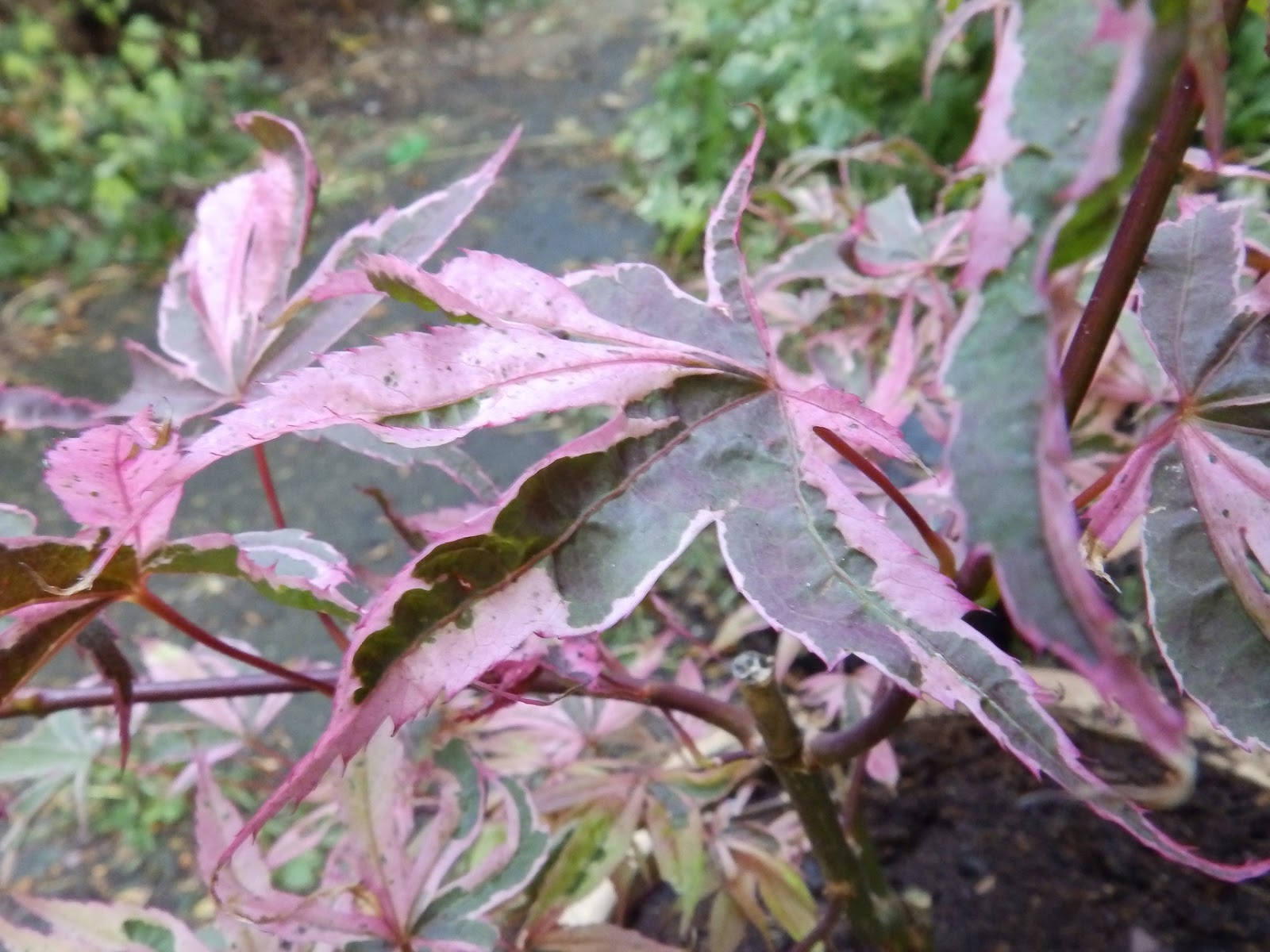 Japanese Maple Trees: ACER PALMATUM PINK PASSION ARRIVES