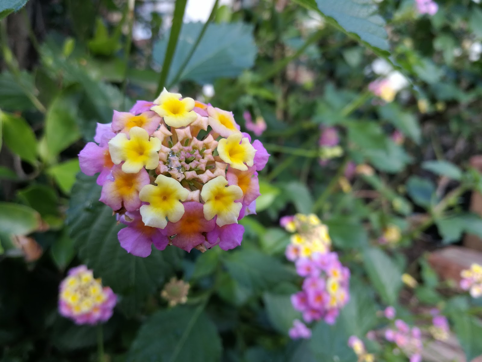 SO SÁNH HUAWEI MATE 9 VỚI IPHONE 7 PLUS HAI ĐỐI THỦ XỨNG TẦM | Review Camera Phone