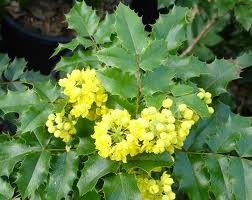 Listavci: Navadna mahonija - MAHONIA AQUIFOLIUM (PURSH) NUTT.