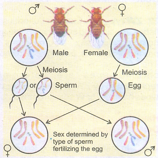 Knowledge Class: Pattern of Sex Determination