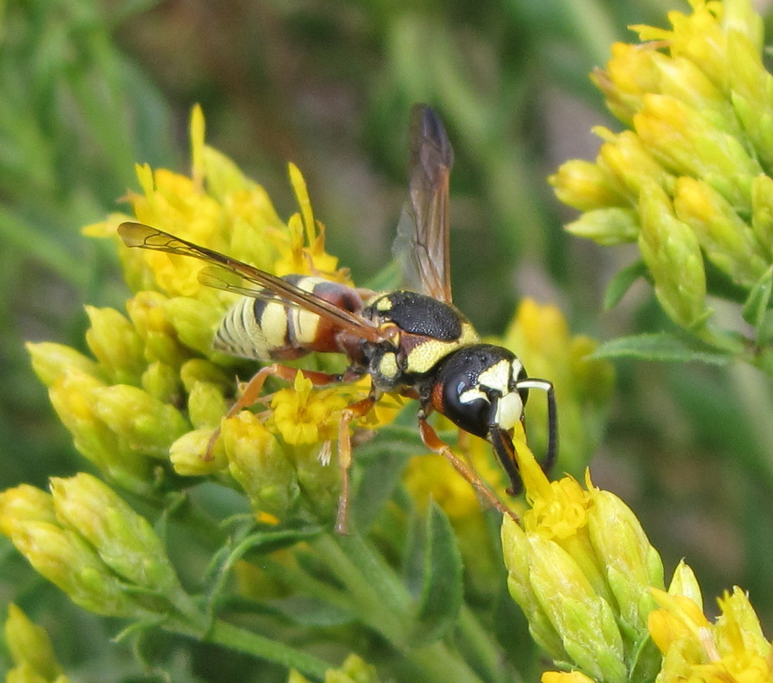 Bug Eric: Wasp Wednesday: Euodynerus annulatus