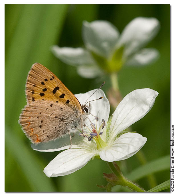 Randy & Meg's Garden Paradise: The Copper Collection!