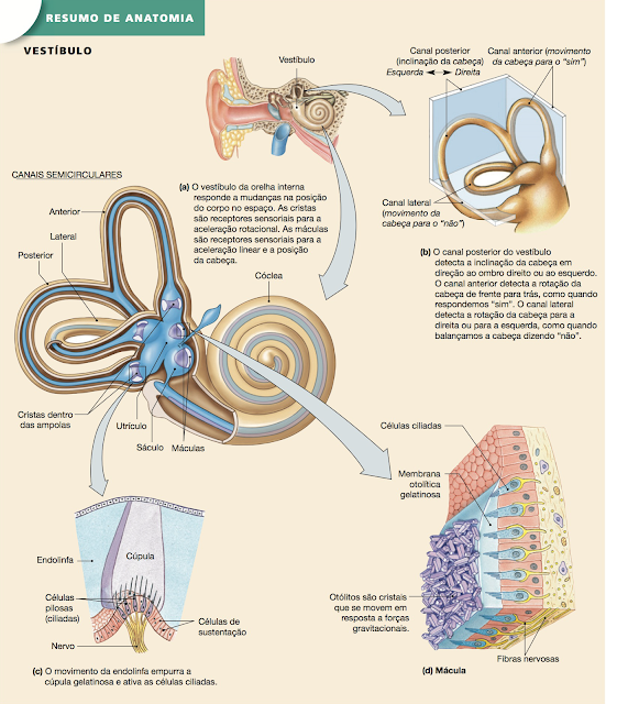 Resumo de anatomia - vestíbulo