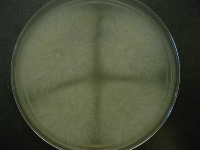 Sustainable Mycology: Chaetomium spp.