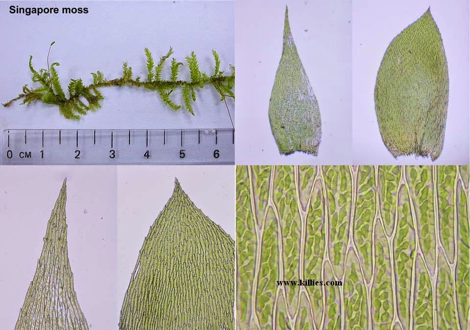 aquaplantarium: Mei 2015