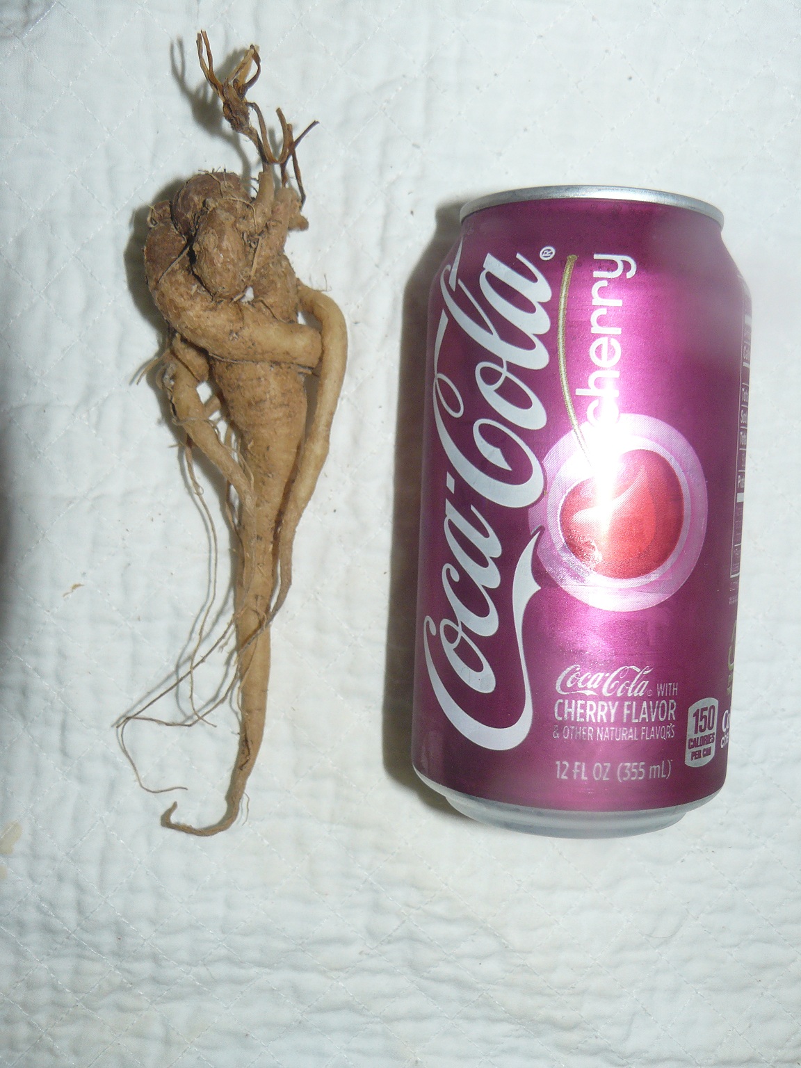 Mandrake plants: LIVE MANDRAKE ROOTS/PLANT MANDRAGORA OFFIC. TRUE OLD ...