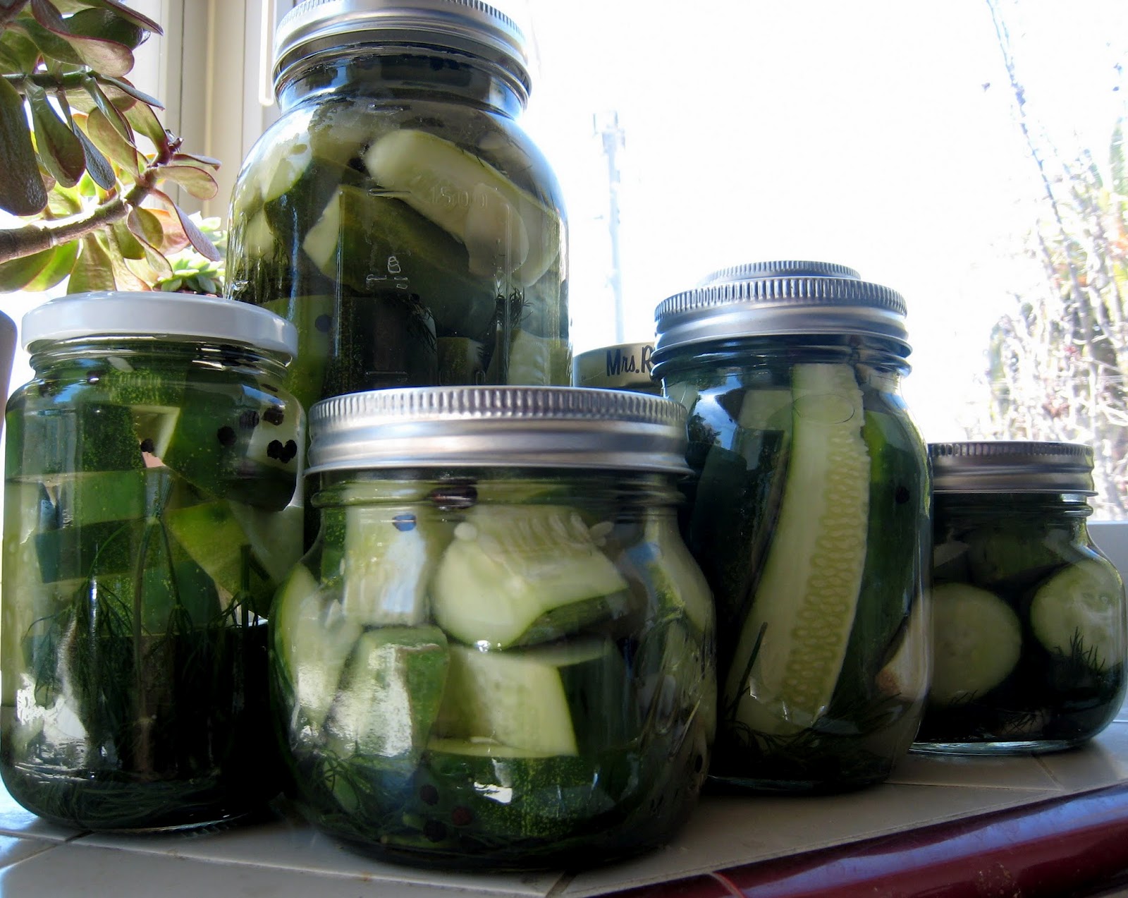 The Traveling Kitchen: Dill refrigerator pickles, and finding home