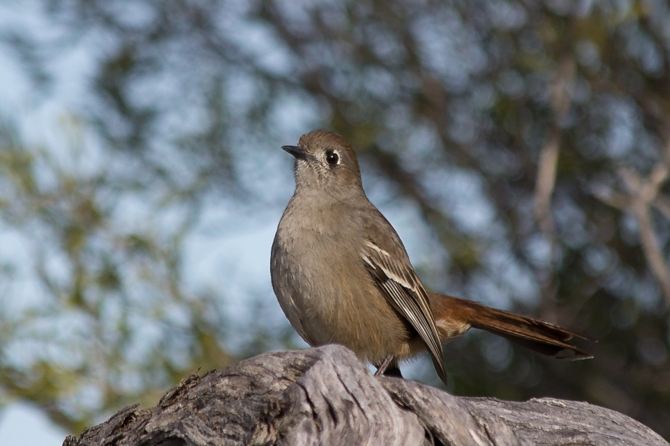 Kay Parkin Birding: Mallee birds - Brookfield Conservation Park