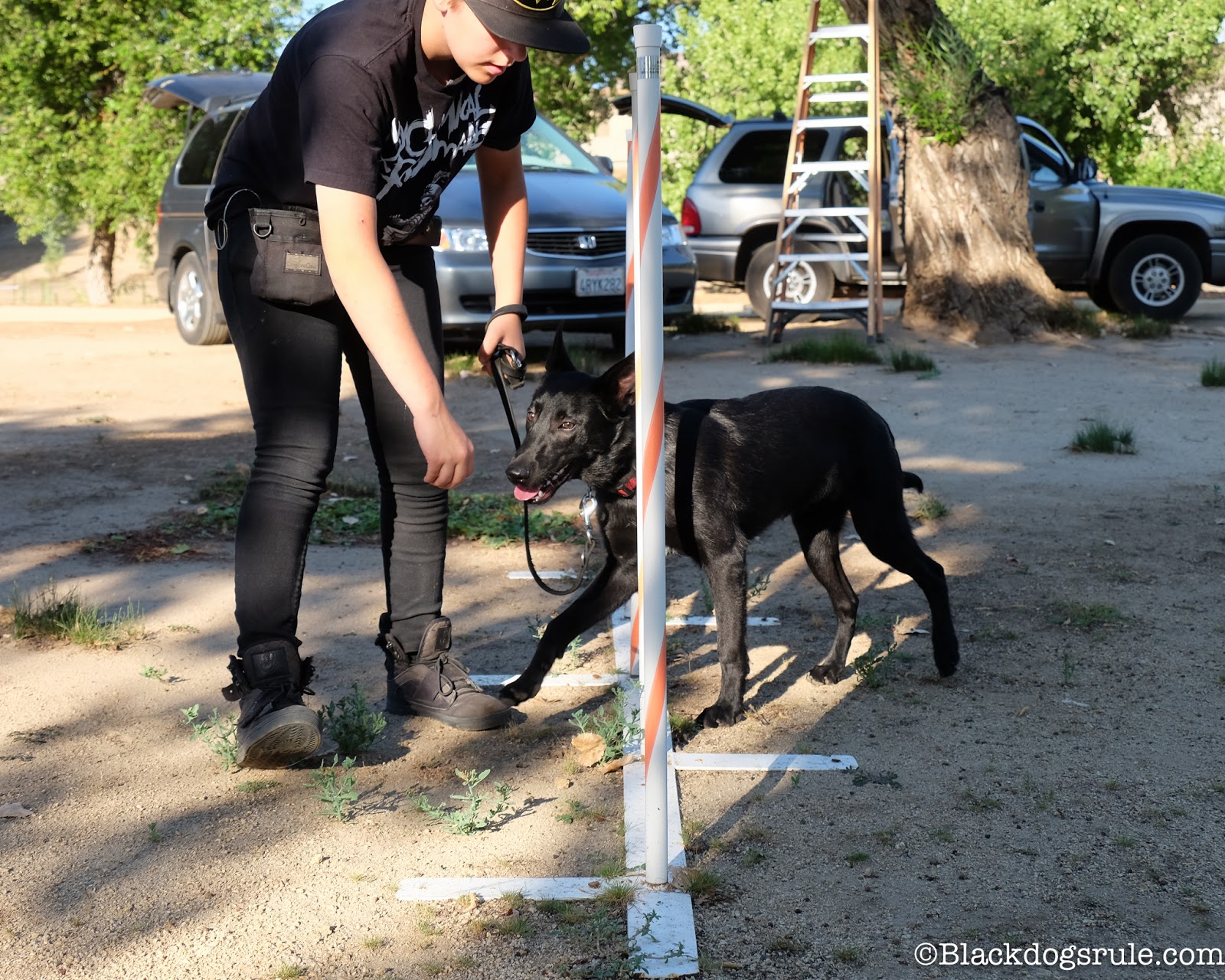 Fun Activities For You And Your Dog