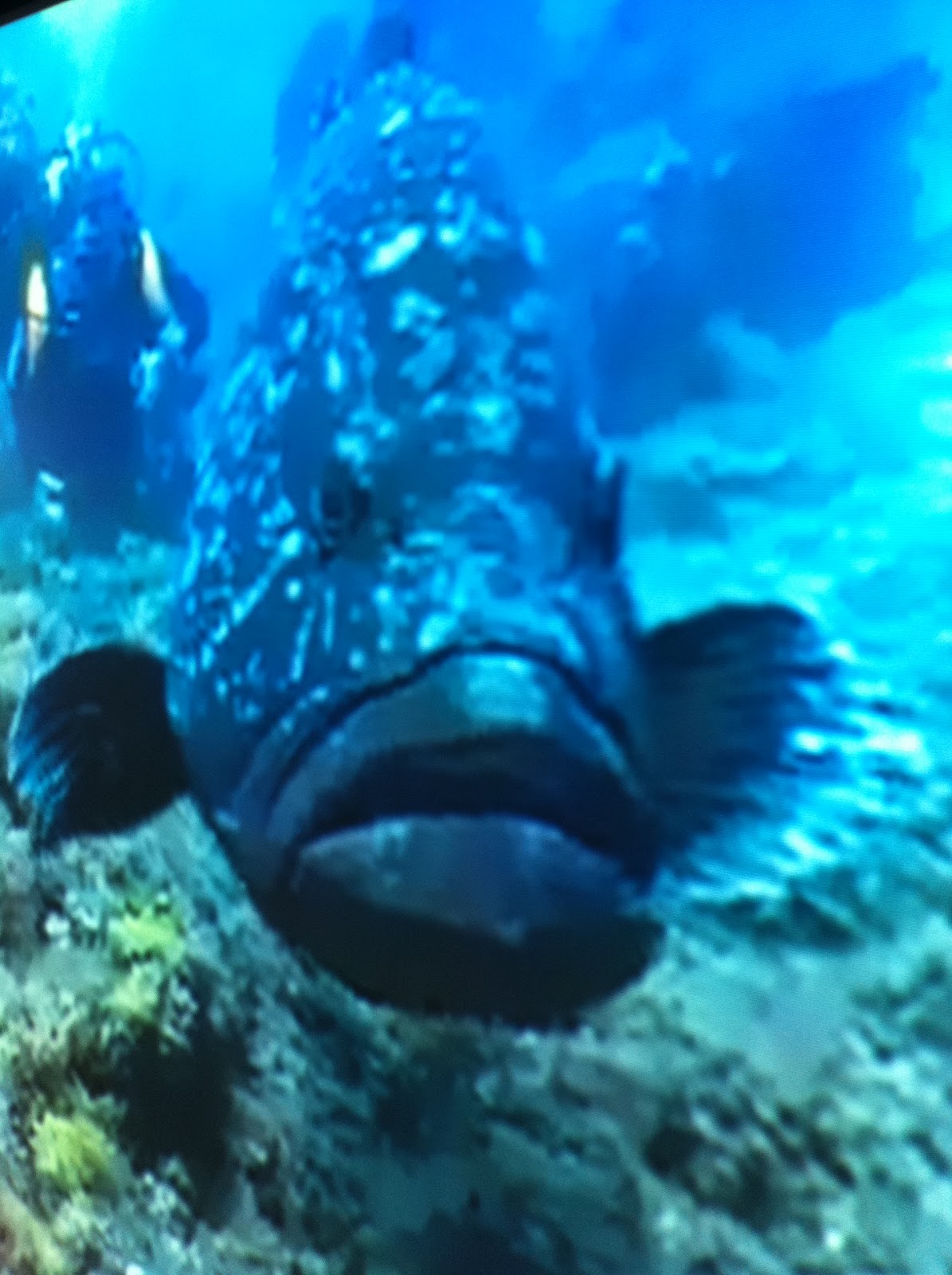 ESTOS LOCOS BAJITOS: AHÍ VIVE EL MERO PACHO