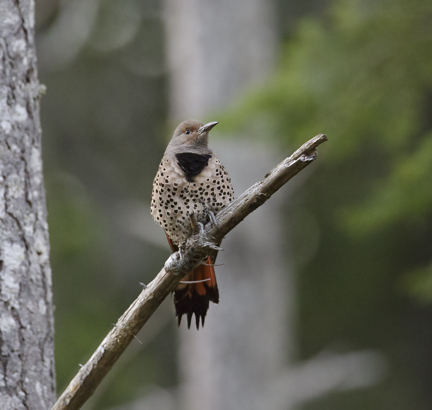 pewit: Red-shafted Flicker, Northern Flicker,