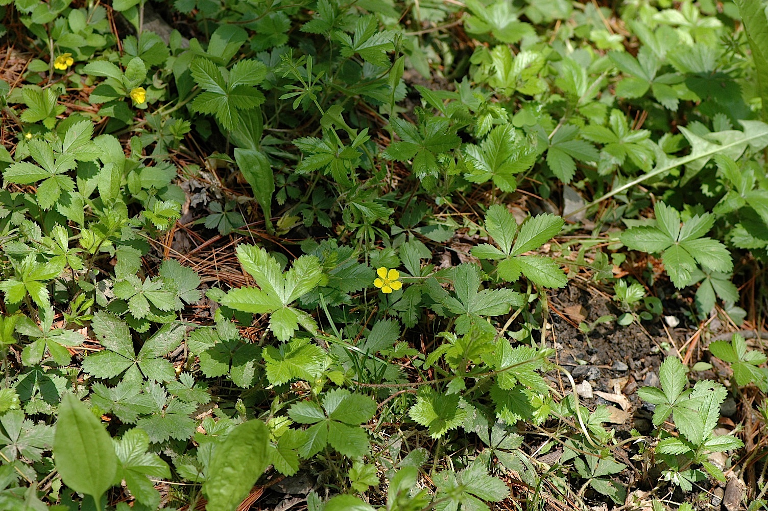 Field Biology in Southeastern Ohio: Cinquefoils