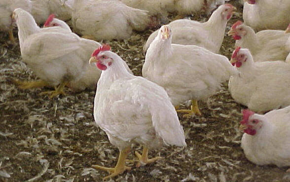 The Birds Nest: Broilers