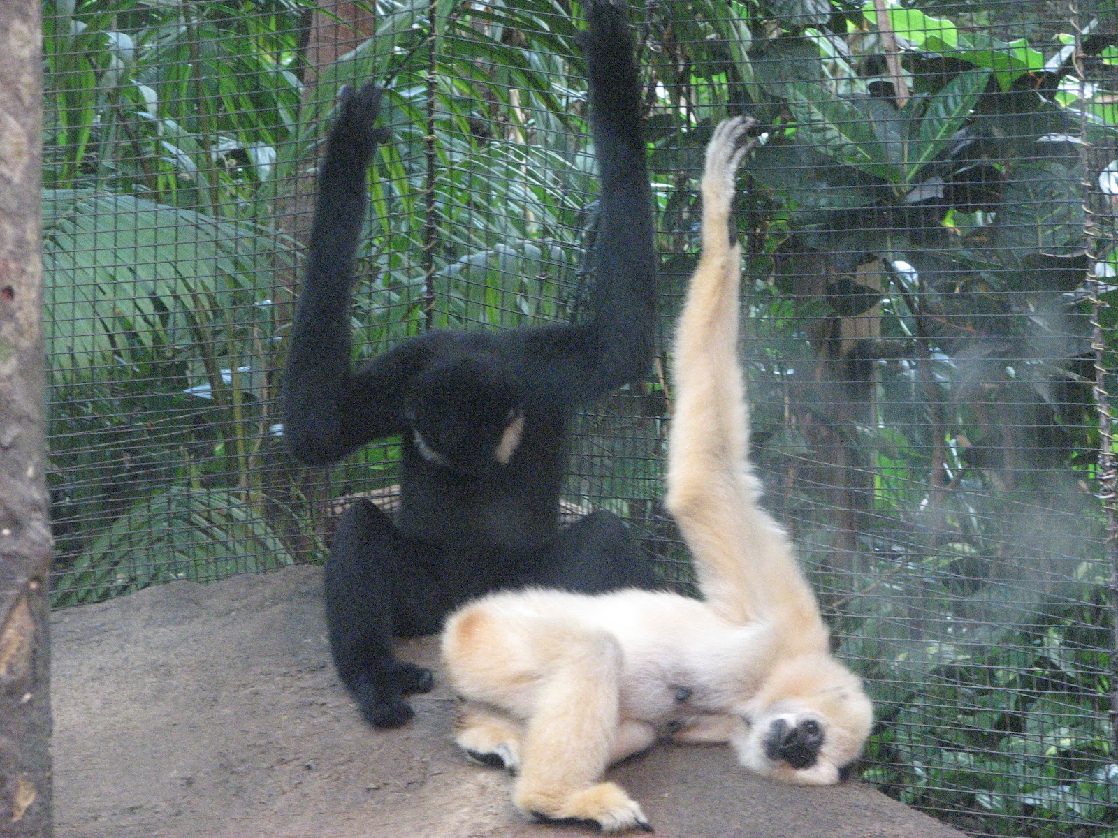 Animal Zoo Life: |Zoo animals pics|Zoo animals|Endangered aniMALS Pics ...