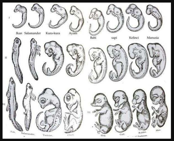 Didalam embriologi dipelajari tentang pembentukan, pertumbuhan, dan ...