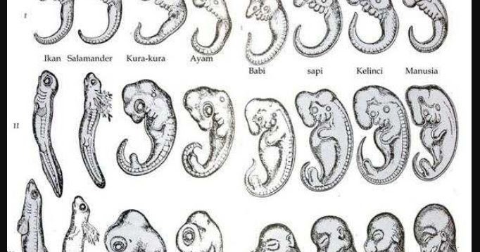 Didalam embriologi dipelajari tentang pembentukan, pertumbuhan, dan ...