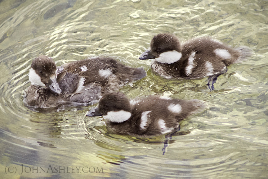Wild and Free Montana: One Mean Mother - Barrow's Goldeneye Hens