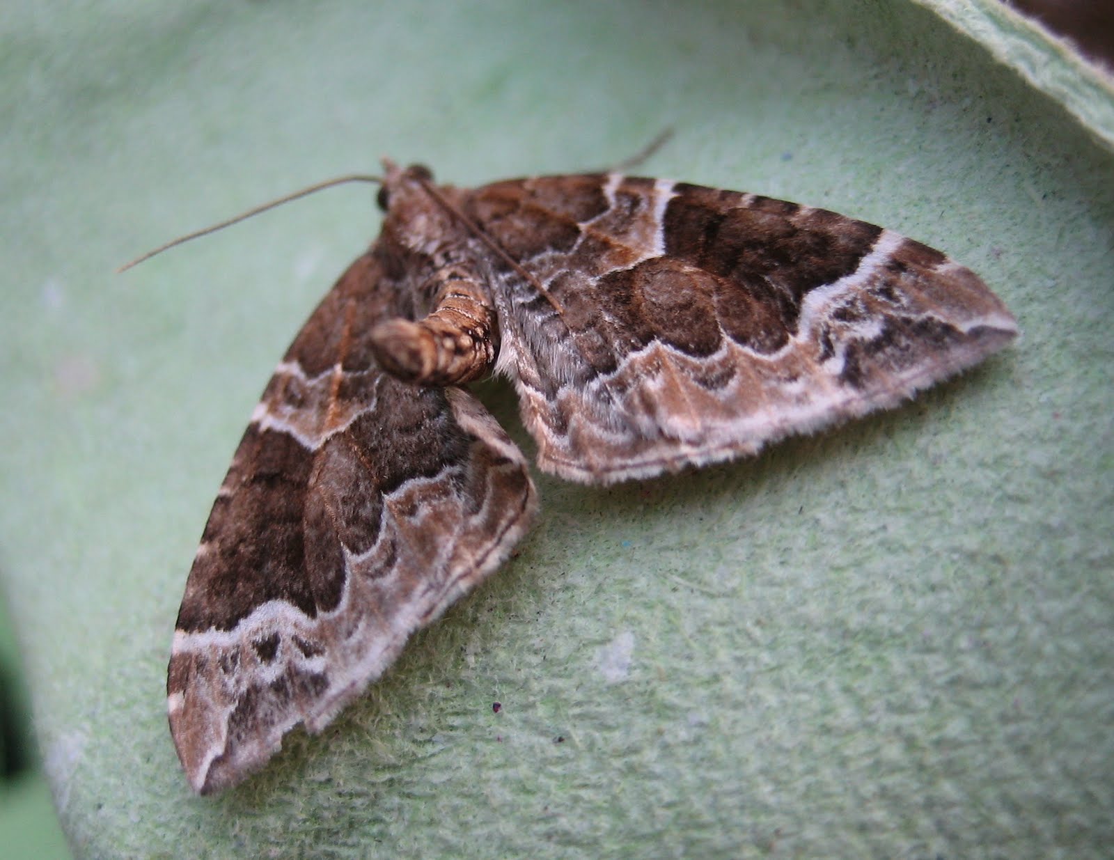 Martin's Moths: In July, a young moth's fancy...