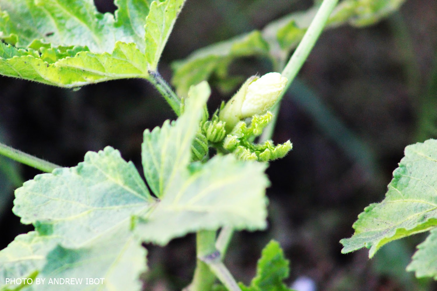 Ako si ANDREW IBOT!: Okra ( Abelmoschus esculentus L.)