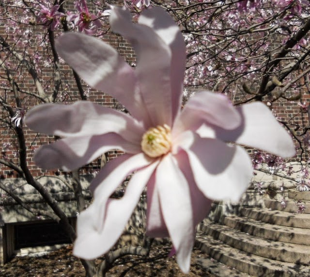 A Boat Against the Current: Photo of the Day: Campus Flower
