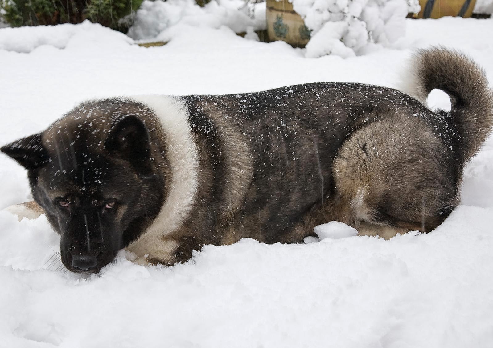Akita_in_the_snow.jpg (1599×1131) | Akita dog, Akita, Pretty dogs