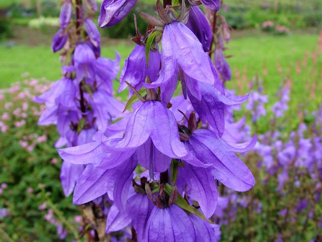 Beautiful Flowers Blog Imut: Beautiful Flower - Adenophora