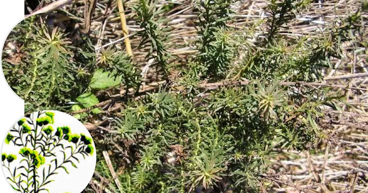 v e r d e c h a c o: Romerillo / Mío mío