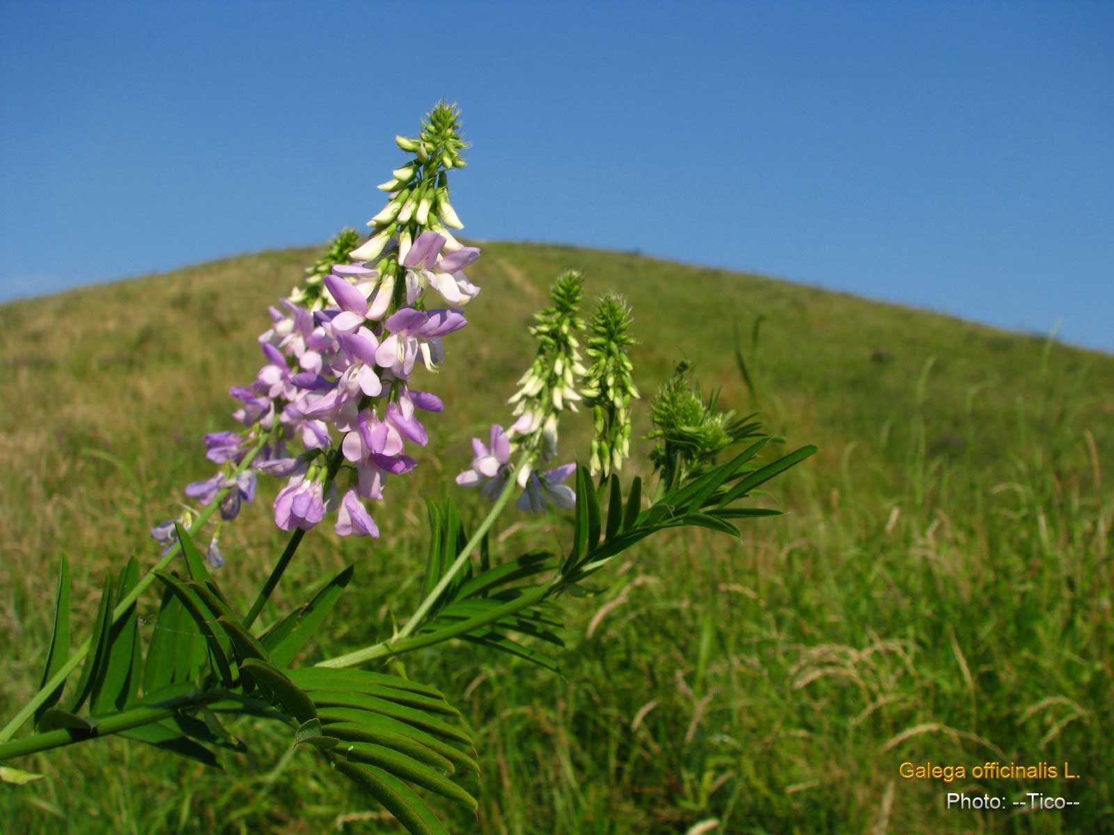Medicinal Plants: Galega officinalis