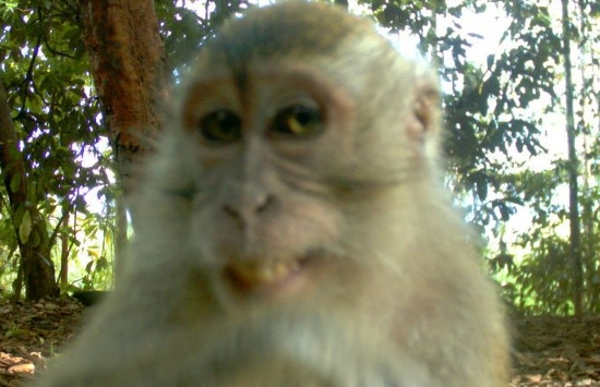 Kevin's Security Scrapbook: Monkey Discovers Game Reserve’s ‘Hidden ...