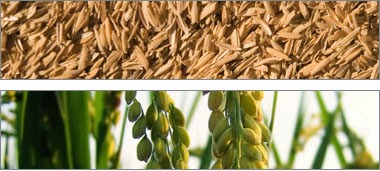 RICE HUSK BRIQUETTES