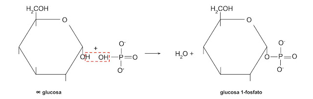 Química Sexto: Formación de ésteres
