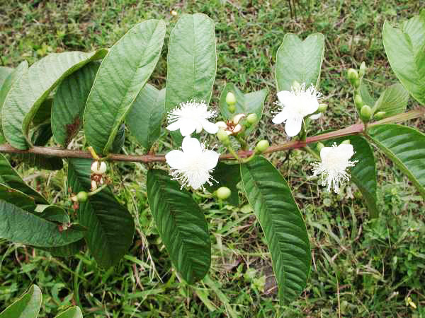 elarbolmiamigo-encinarosa: Guayaba / Psidium guajava/ Guayaba manzana