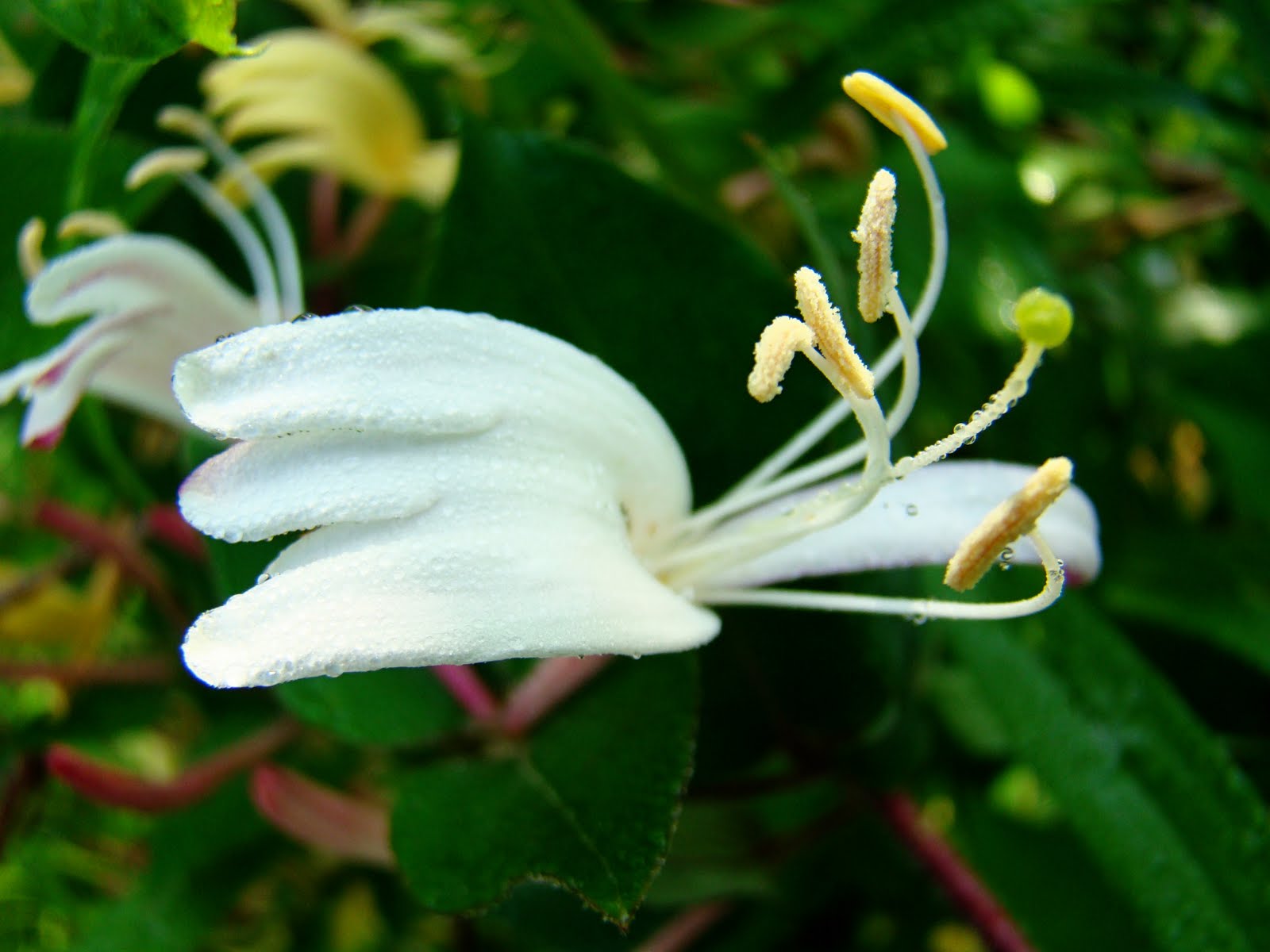 Rurification | Robin Edmundson: Wild Pink Honeysuckle