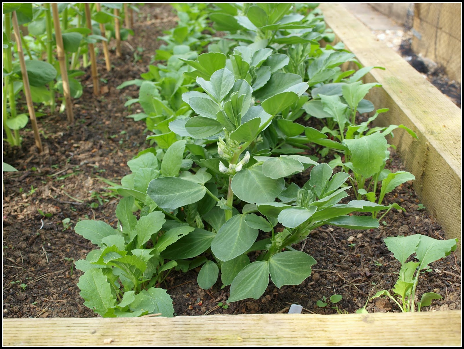 Mark's Veg Plot: Staking my Broad Beans
