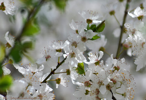 In linii mari: Ramuri cu flori de primavara