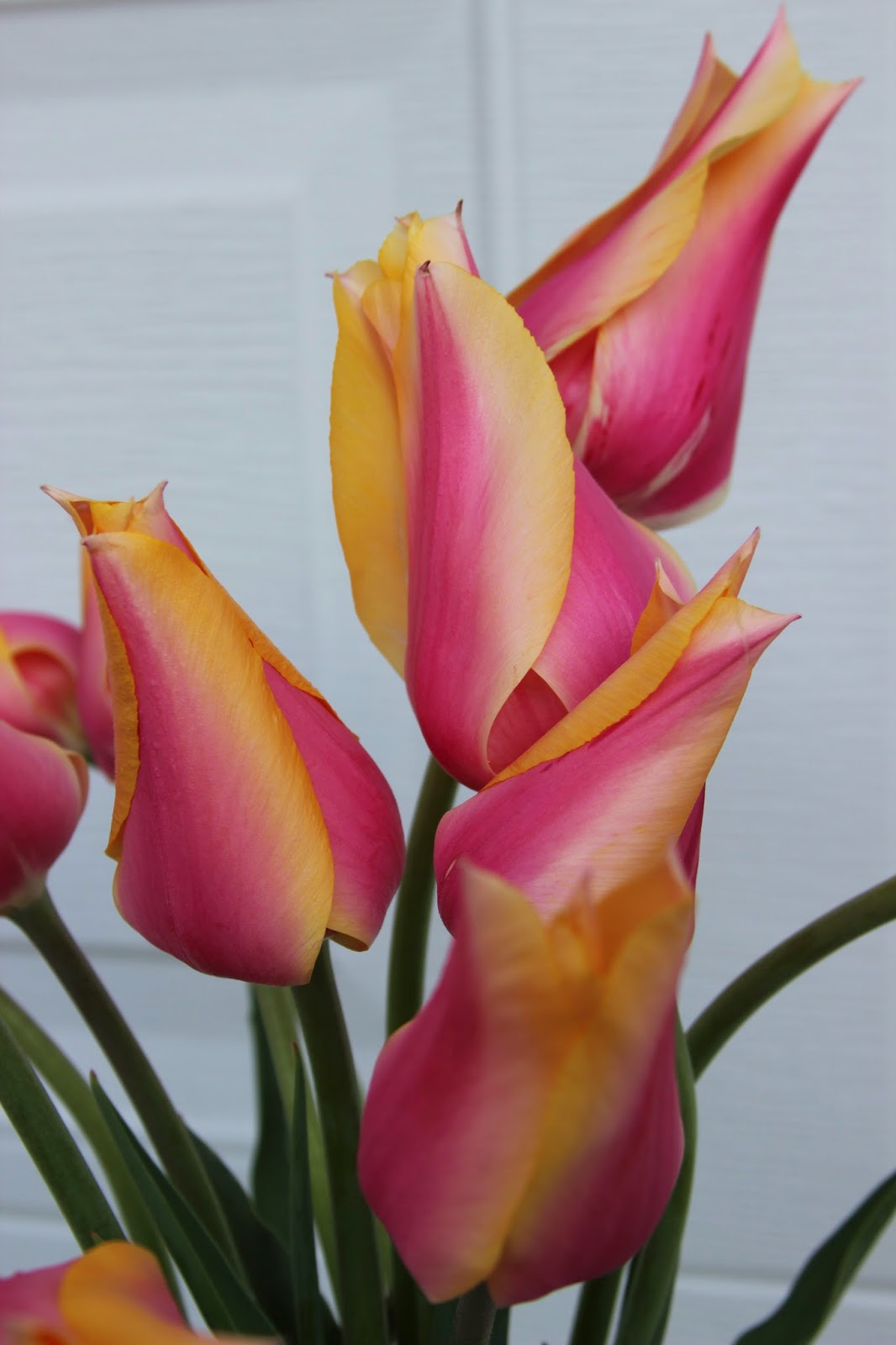 SPRING ARRANGEMENT OF BLUSHING BEAUTY, SINGLE LATE TULIP - Sowing the Seeds