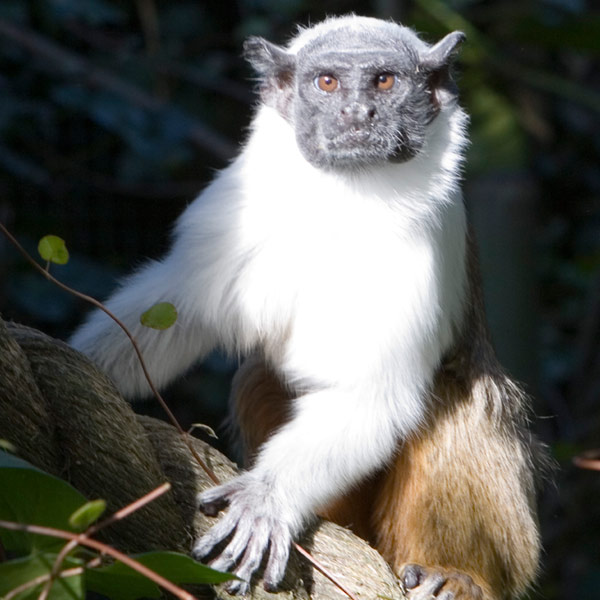 Pied Tamarin | Animal Wildlife