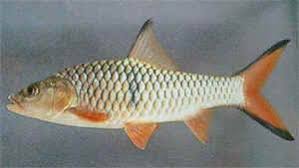 JENIS IKAN DI MALYSIA: IKAN SEBARAU 24