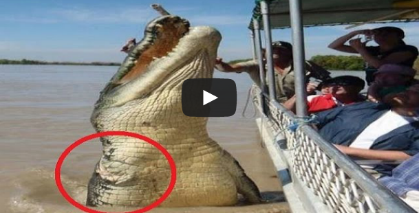 How To Fishing: Monster crocodile attacks fisherman video