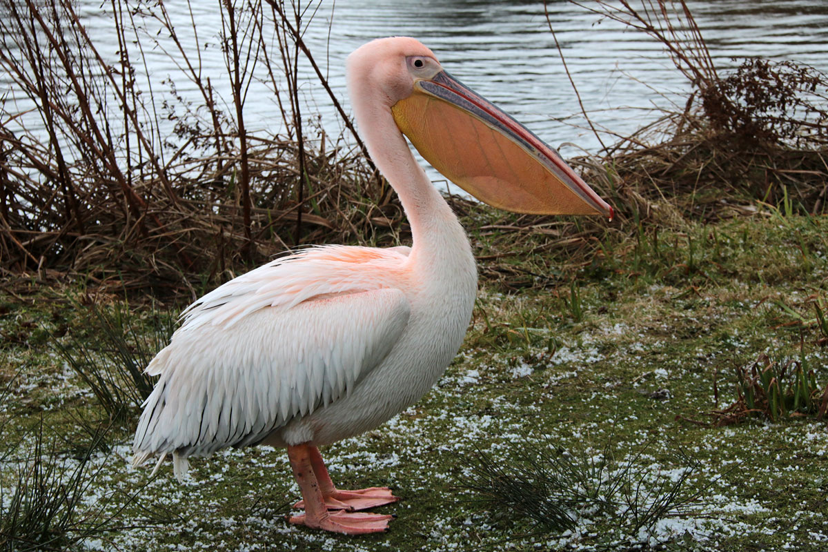 Dommelvos Natuurfotografie: Roze pelikaan in Callantsoog