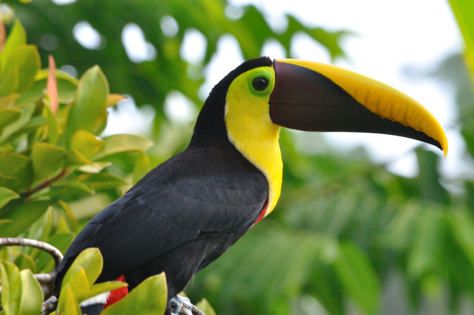Chestnut-mandibled Toucan, Tiskita lodge | the pace of nature