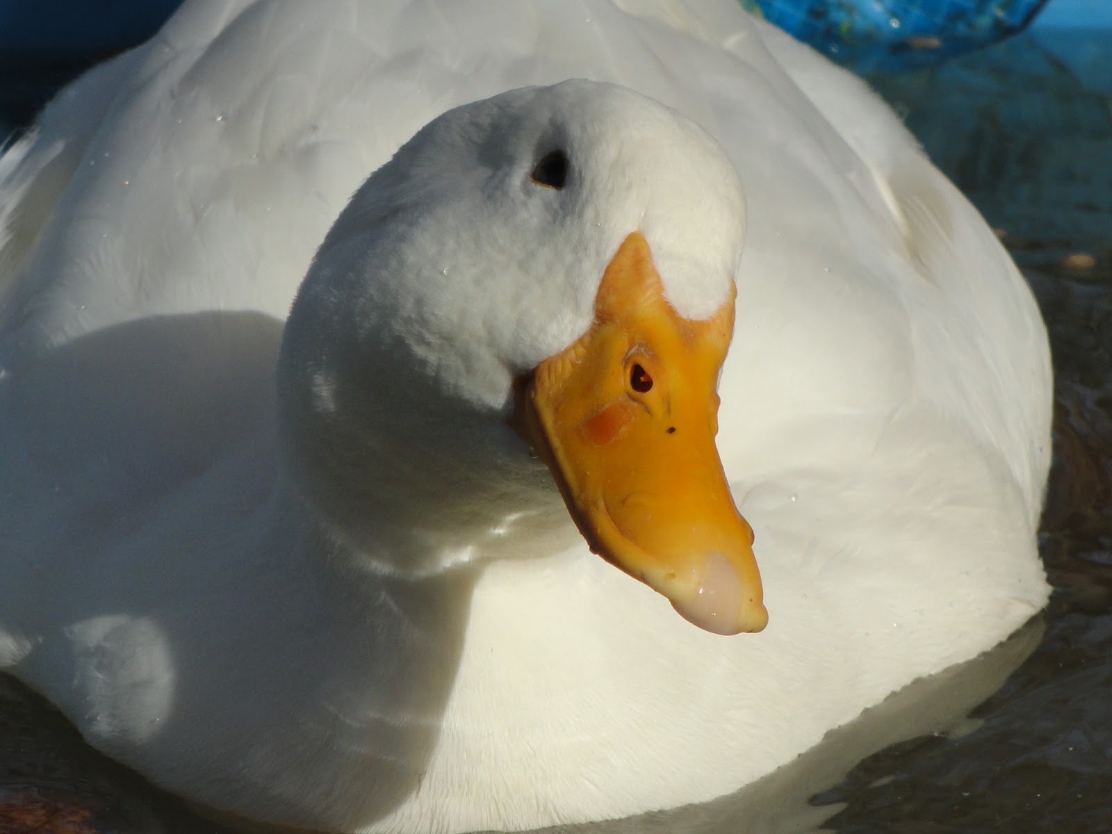 MamaDuck: Kouta, Pekin drake