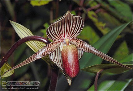Flowers: Gold of Kinabalu Orchid